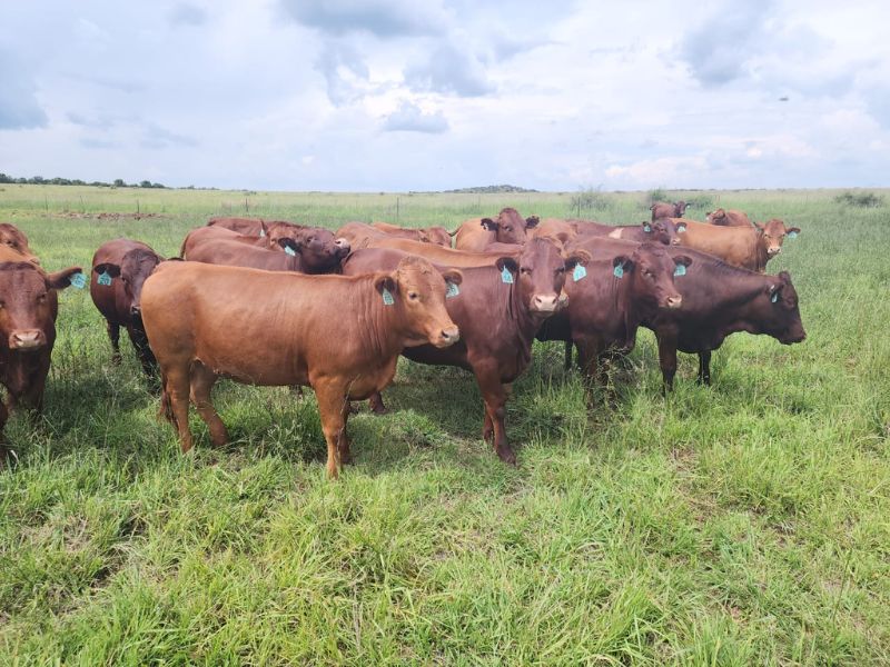 For Sale – Agri Africa Link