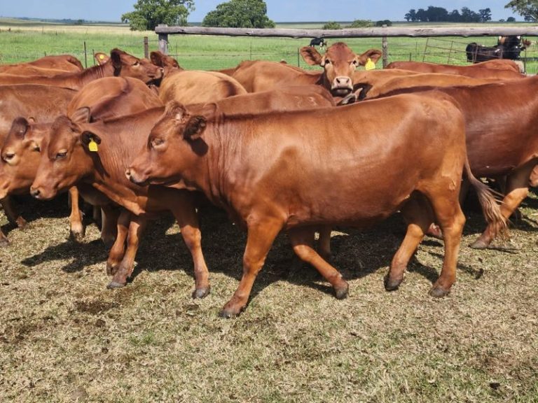 Agri Africa Link