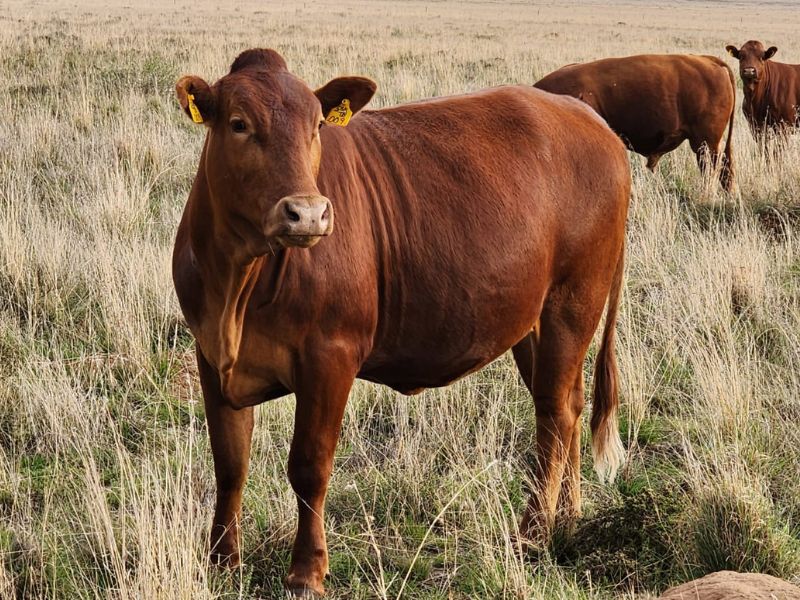For Sale – Agri Africa Link