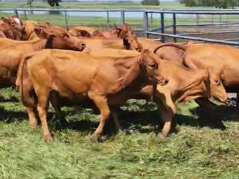 Lot 65 Beefmaster-Bonsmara cross – Agri Africa Link