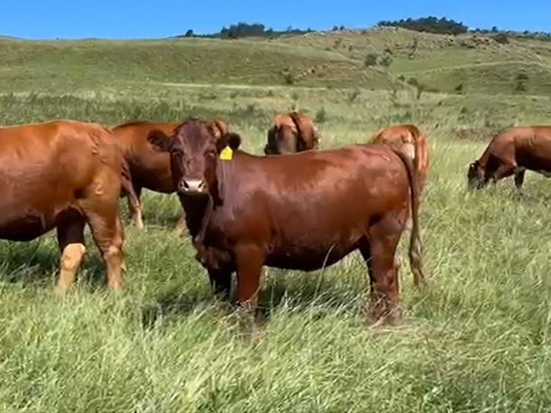 Lot 69 – Beefmaster/Bonsmara cross – Agri Africa Link